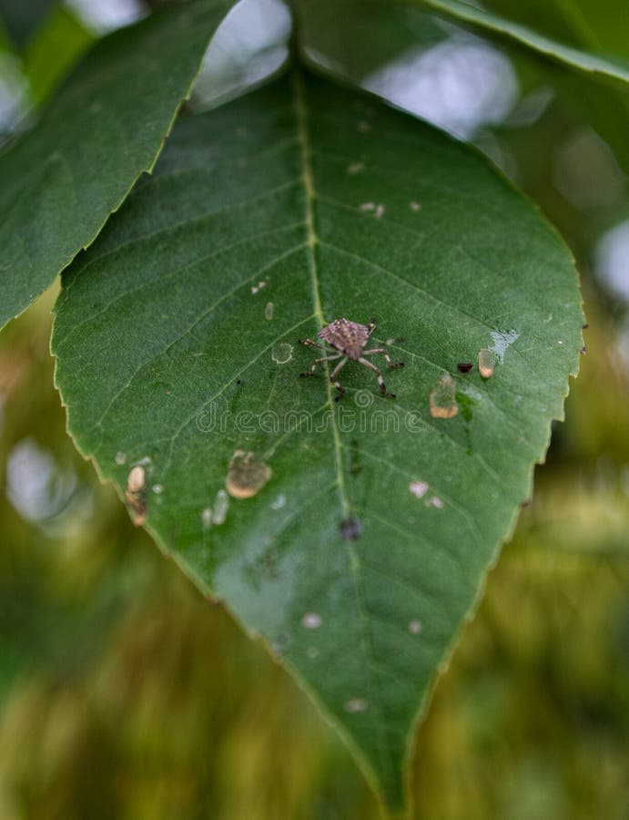 Stink Bug Standing on a Leaf Stock Image - Image of summer, smell ...