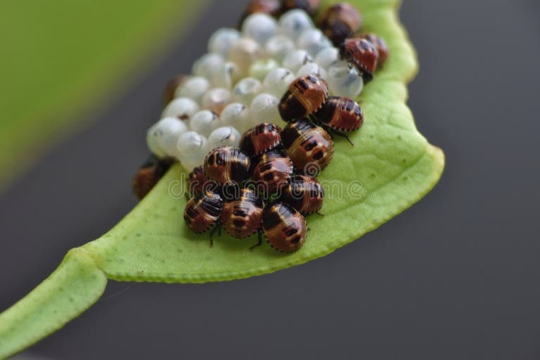 160 Stink Bug Egg Stock Photos - Free & Royalty-Free Stock Photos from ...