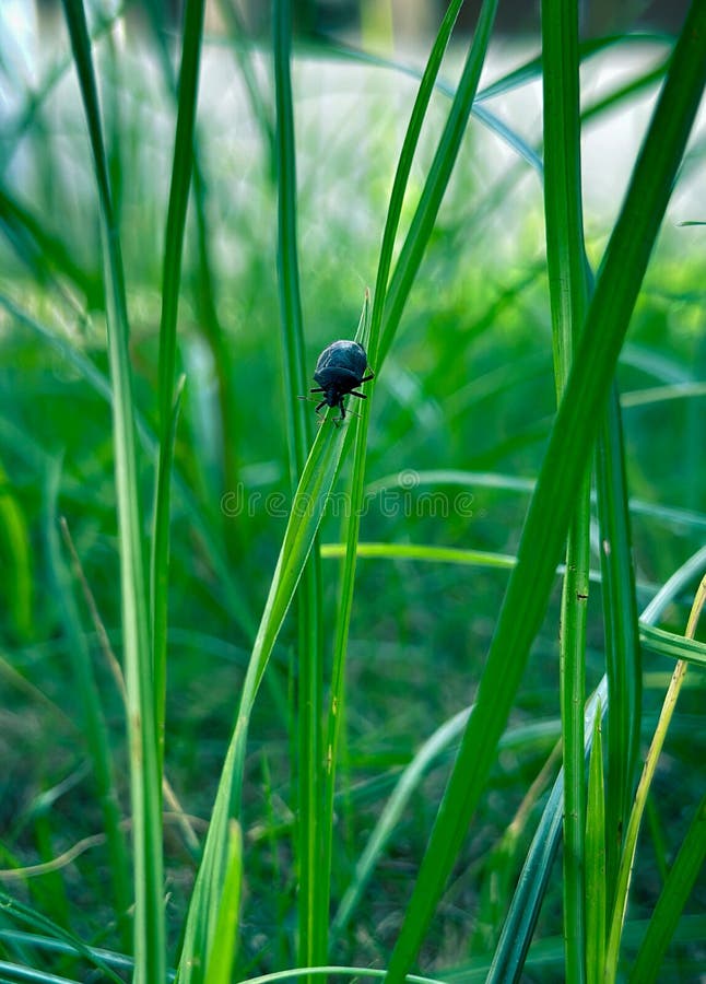 Stink Bug stock photo. Image of grass, plant, stink - 283586372