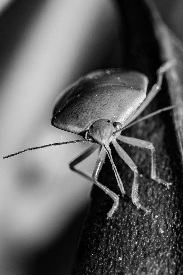 Stink Bug stock image. Image of macro, eyes, garden, monochrome - 80309619