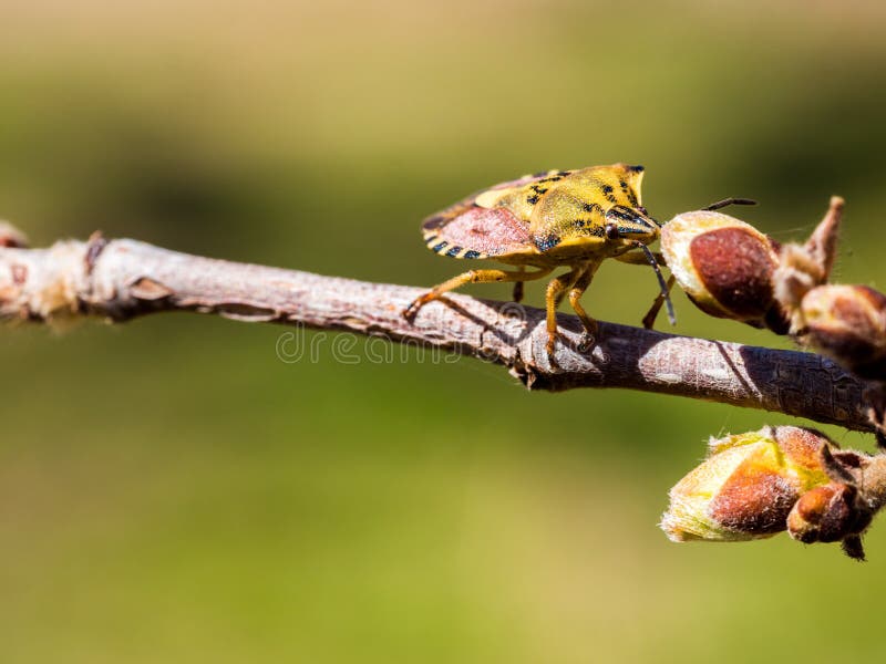 Stink Bug closeup stock image. Image of view, beetle - 140039563