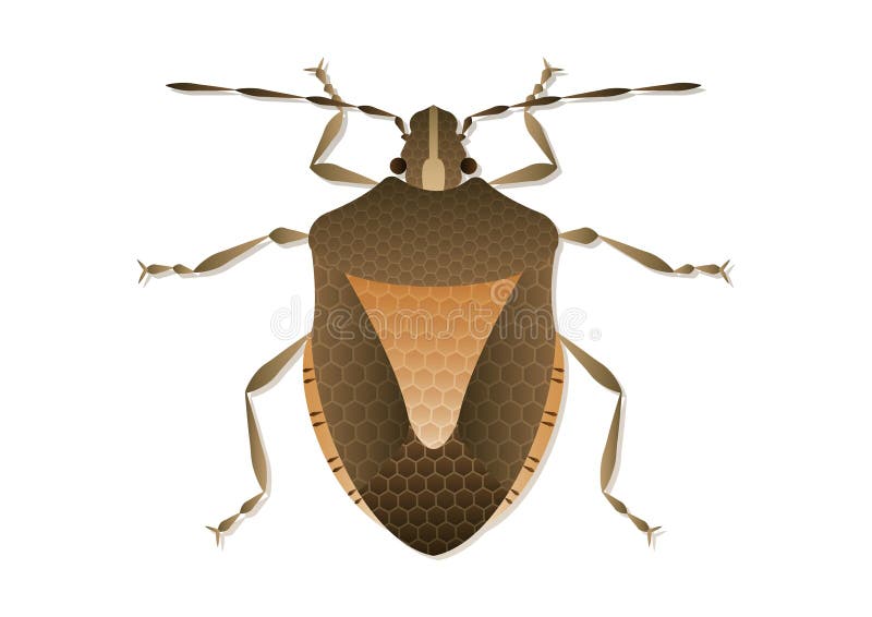 Stink Bug Vector Art Isolated on White Background Stock Illustration ...