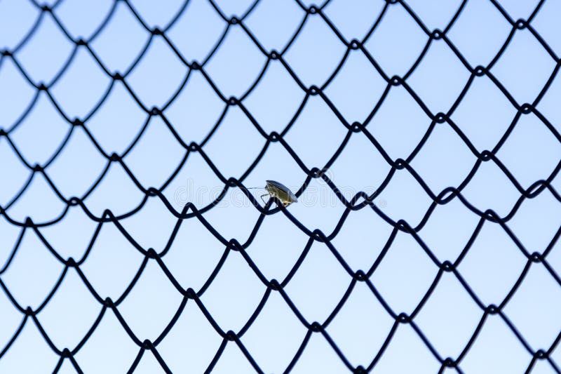 A Stink Bug Walking on a Fence in Italy Stock Image - Image of ...