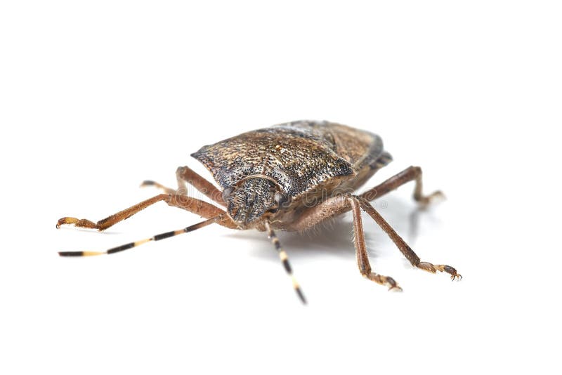 555 Bug Run Vector Stock Photos - Free & Royalty-Free Stock Photos from ...