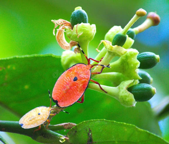 Stink Bugs or Bronze Orange Bugs Stock Image - Image of citrusbug, bugs ...