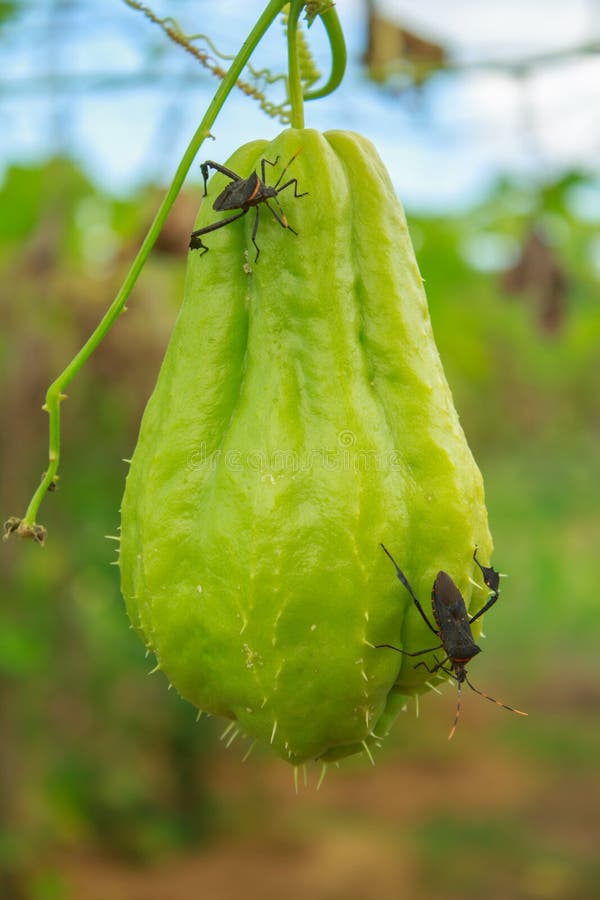 The Stink Bugs on Green Chayote Stock Image - Image of soldier, ripe ...