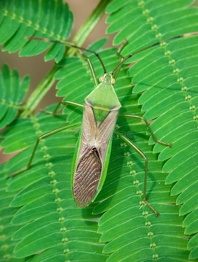 Herbisida Stock Photos - Free & Royalty-Free Stock Photos from Dreamstime