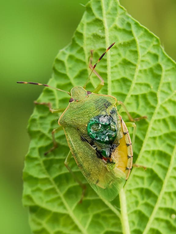 Stink Bugs Was Injured on Its Back Stock Image - Image of flower ...