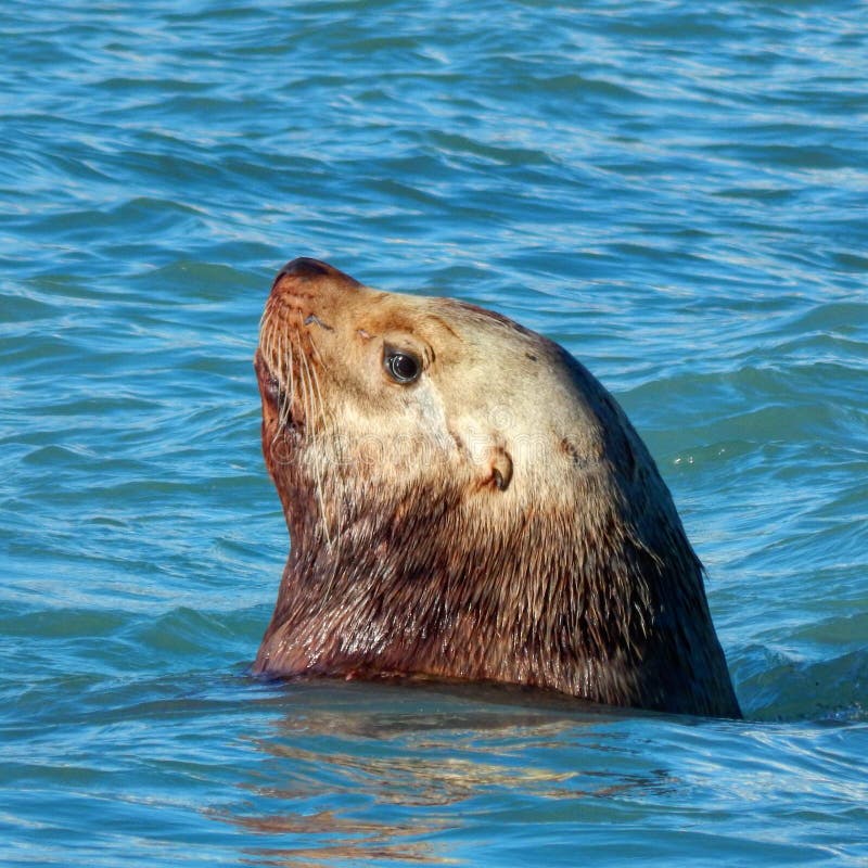 Stink eye stock photo. Image of lion, valdez, alaska - 123278200