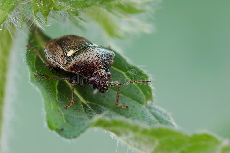 Stinkwants stock afbeelding. Image of macro, ogen, mooi - 30250647