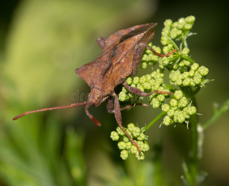 Stink Kever En Vlieg in Aard Stock Foto - Image of tand, vijver: 103592720