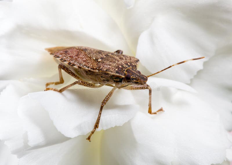 Stink Aka Shield Bug, Nezara Viridula, Adult in Winter Colors about To ...