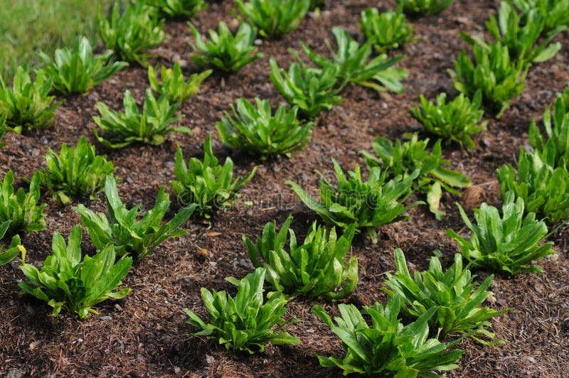 Stink weed stock photo. Image of crustose, rainenn, impeller - 46056148