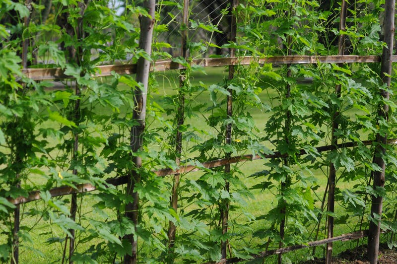 Stink weed stock image. Image of macro, fungus, green - 46056201