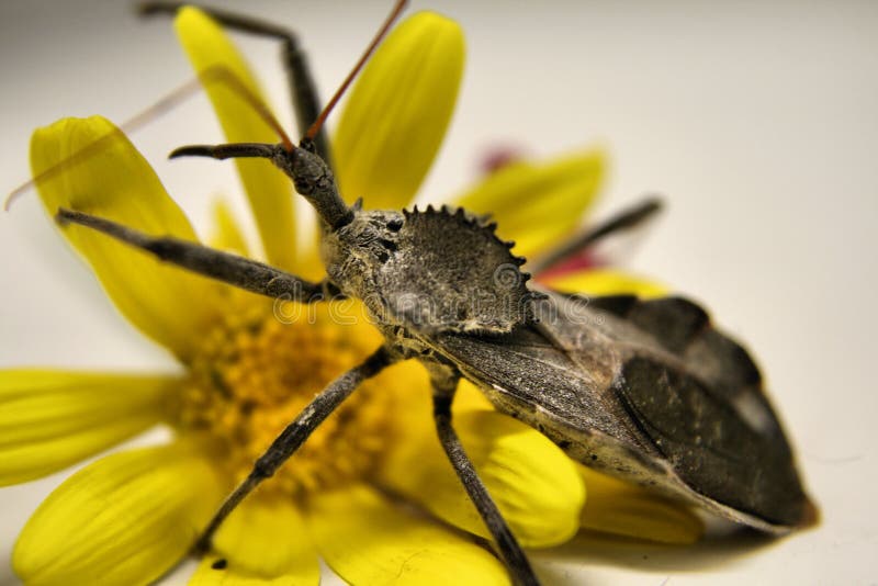 Stinkbug stock image. Image of outdoors, stinkbug, yellow - 6872321