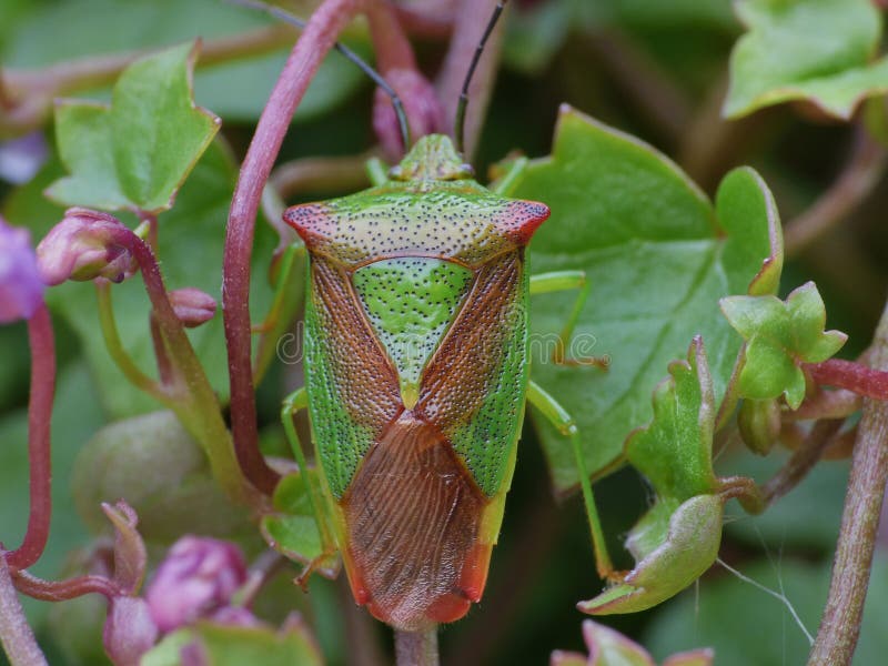 Stinkbug stock photo. Image of halys, color, beautiful - 257484830