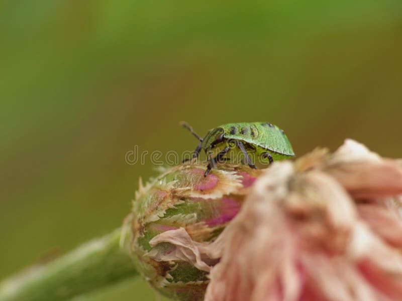 Stinkbug green detail stock photo. Image of insect, hemiptera - 257485706