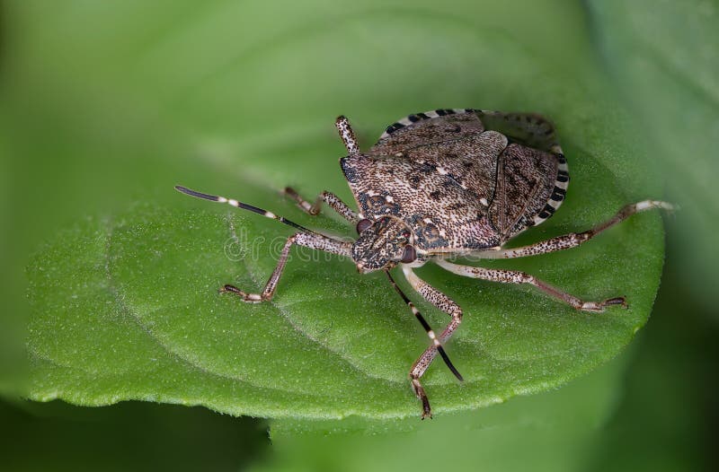 Stinkbug on a nature stock photo. Image of stink, green - 261733164