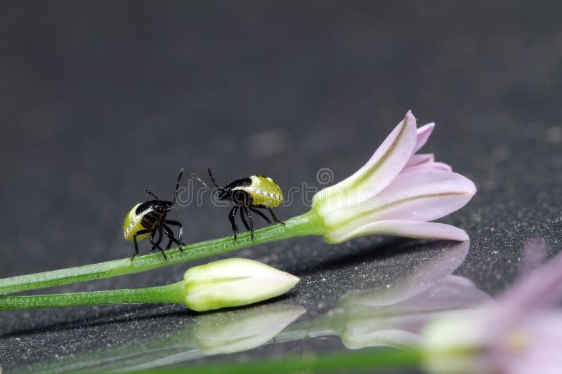 4,772 Nonubook Nymphs Stock Photos - Free & Royalty-Free Stock Photos ...