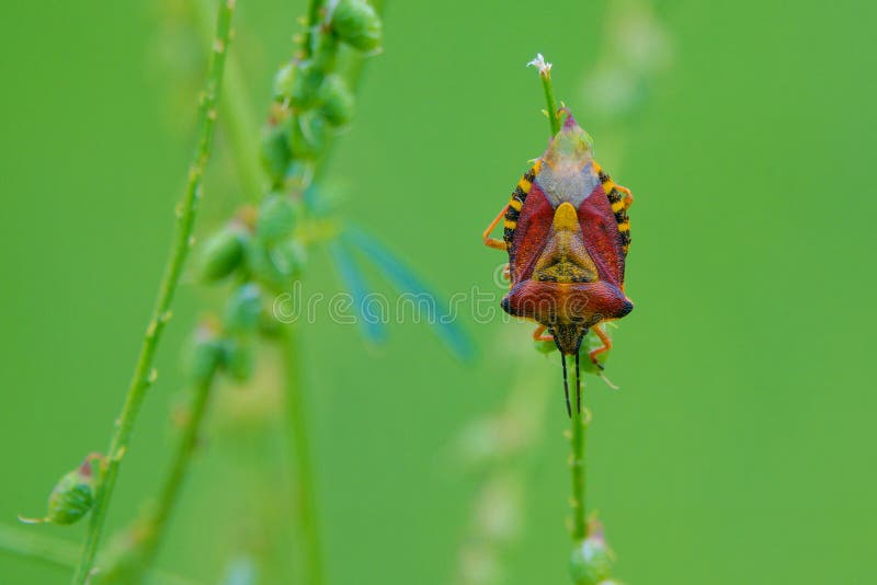 Coloured stinkbug stock photo. Image of natural, life - 252475734