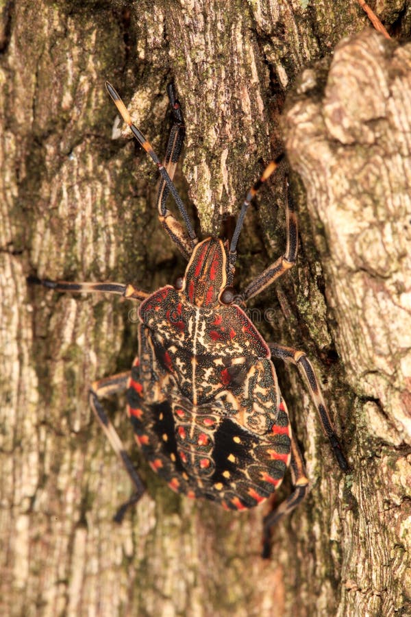 Stinkbug stock photo. Image of wildlife, macro, camouflaged - 50935930