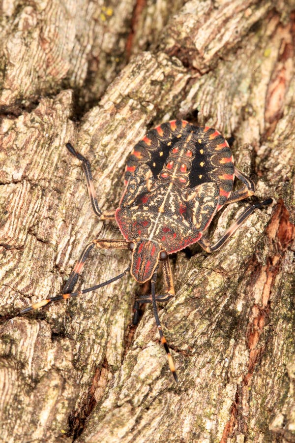 Stinkbug stock photo. Image of bugs, stump, natural, camouflaged - 50936224