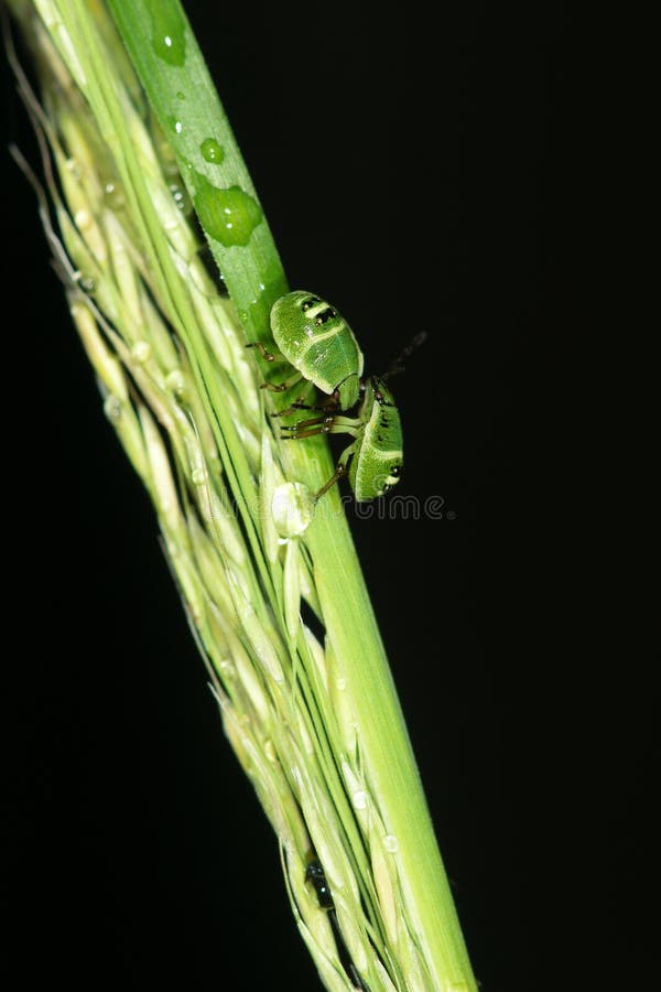 Stinkbugs stock photo. Image of stinkbugs, animals, insects - 43299110
