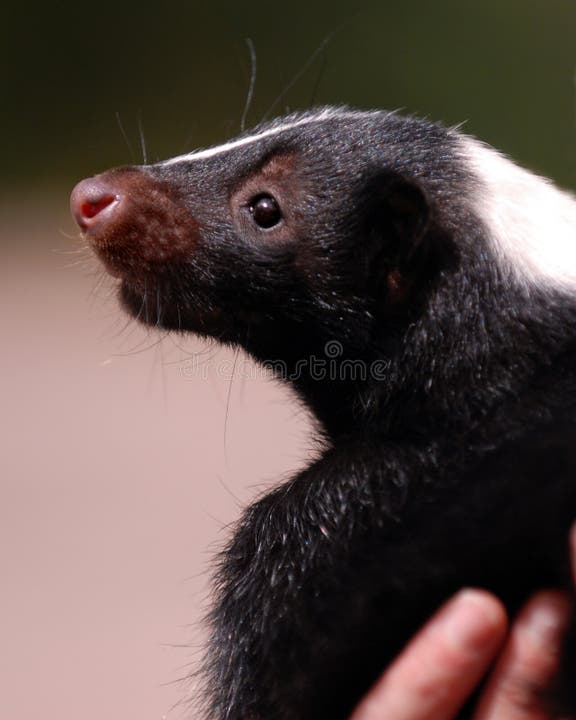 Stinkdier! stock afbeelding. Image of boswachter, neus - 2987249