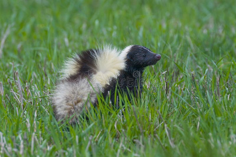Gestreepte Stinkdier (Mephitis Mephitis) Kijkt Uit Van Een Boomstam En ...