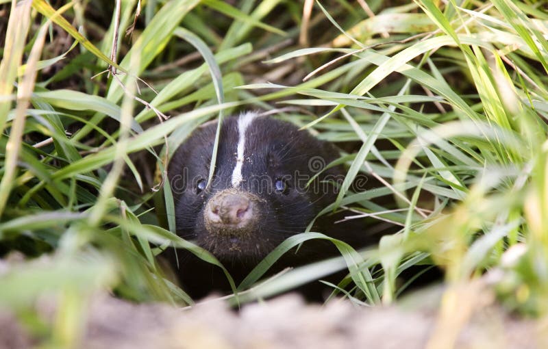 Jonge stinkdier stock foto. Image of canada, fauna, dier - 15580260