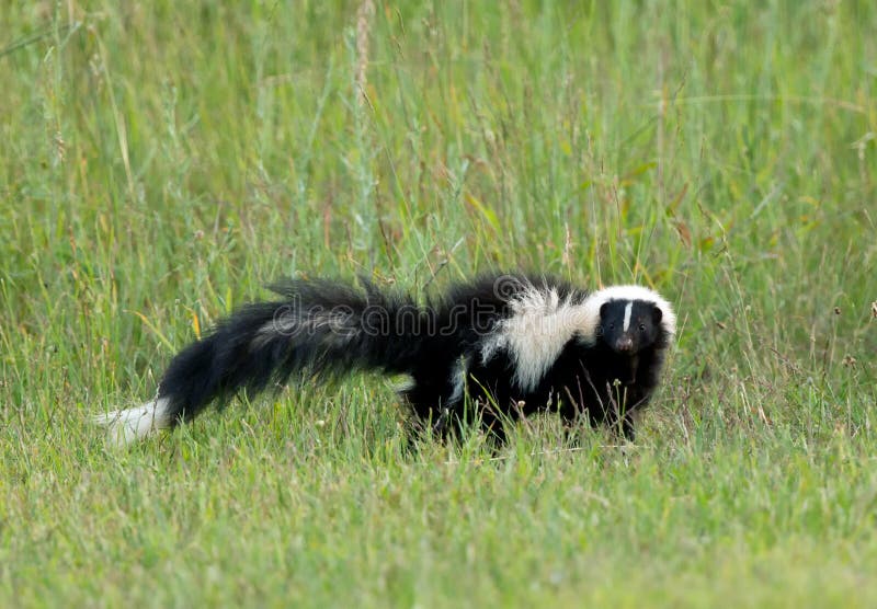 Jonge Gestreepte Mephitis Van Stinkdiermephitis Stock Foto - Image of ...