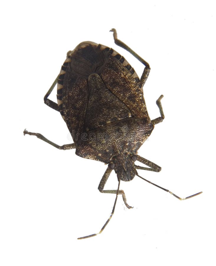 Stinkend ongedierte stock afbeelding. Image of ogen, stank - 16770895