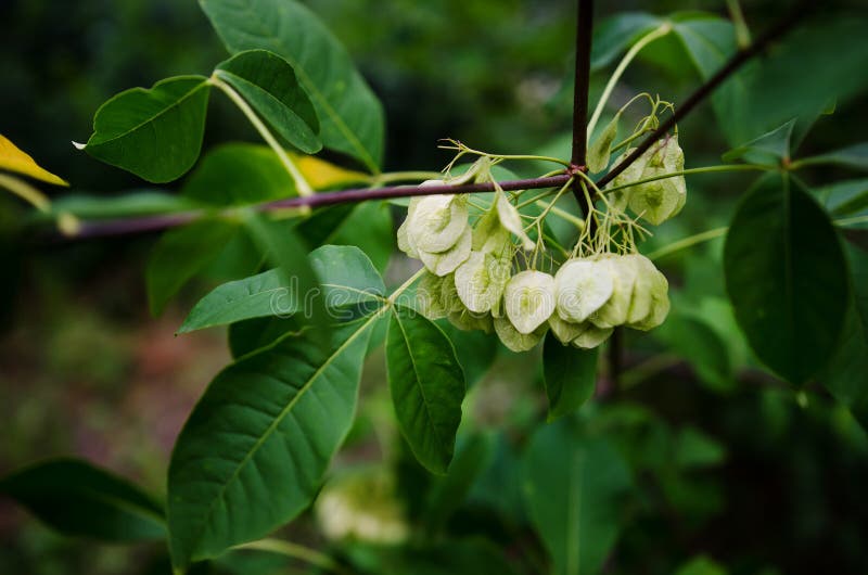 Stinking ash, wafer ash stock photo. Image of dendrology - 43006134