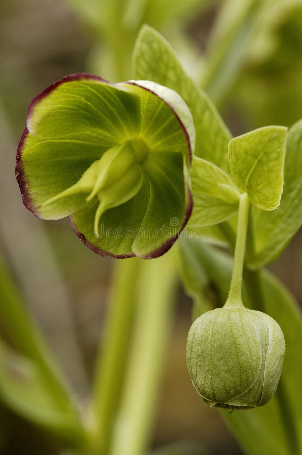 202 Stinking Hellebore Stock Photos - Free & Royalty-Free Stock Photos ...