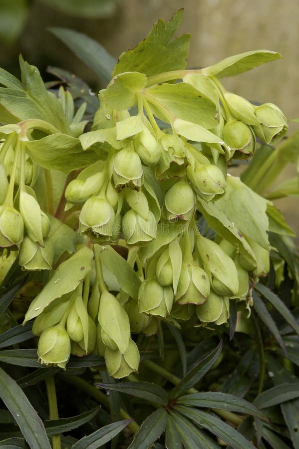 Stinking Hellebore stock image. Image of wildflower, ranunculaceae ...