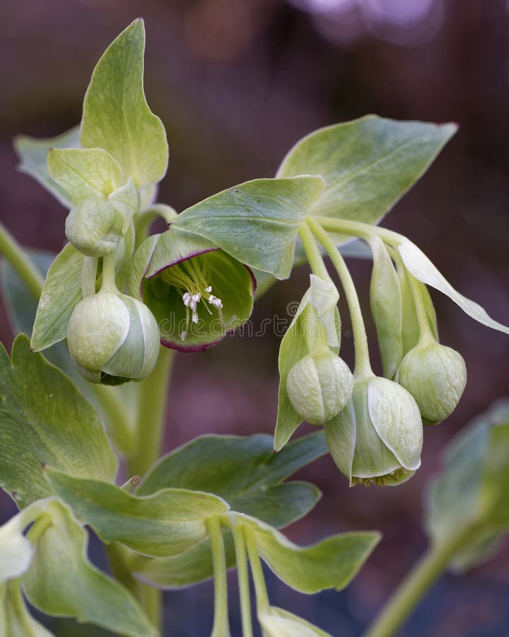 Stinking Hellebore stock photo. Image of foetidus, green - 272130348