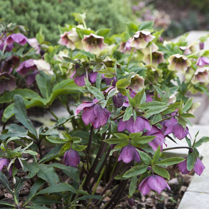 Helleborus caucasicus stock photo. Image of caucasicus - 38584518