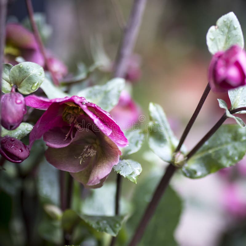 Stinking Hellebore Helleborus Foetidus Stock Photo - Image of blooming ...