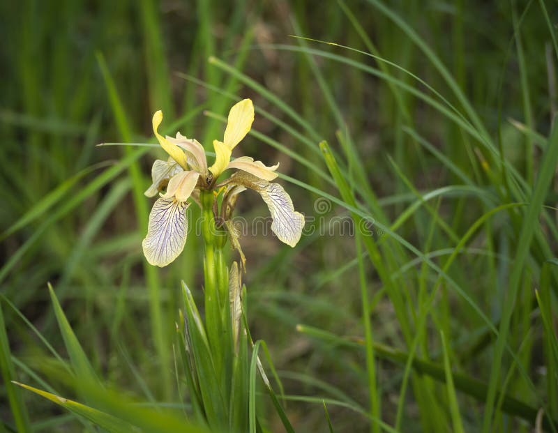 Stinking Iris Flower - Iris Foetidissima. Stock Photo - Image of ...