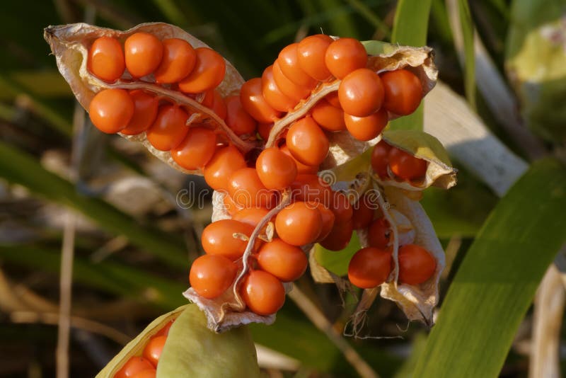 Stinking Iris stock image. Image of iridaceae, seeds - 196749429