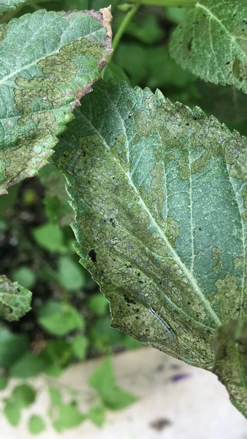 Stinking Leaves of a Plant in the Garden Stock Image - Image of ...