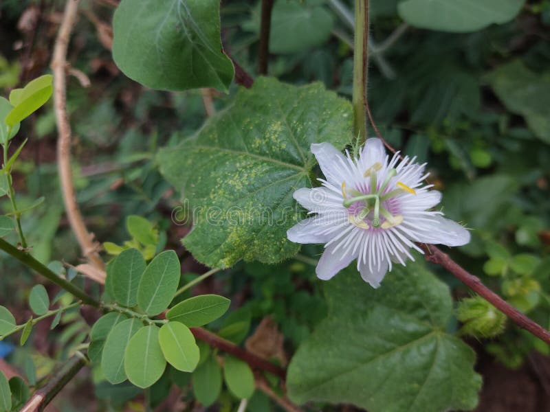 Stinking passion flower stock image. Image of food, herb - 249323647