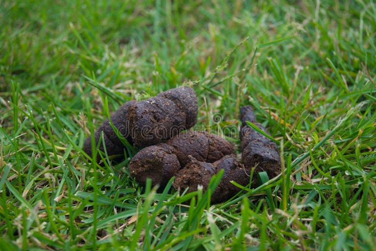 461 Turd Stock Photos - Free & Royalty-Free Stock Photos from Dreamstime