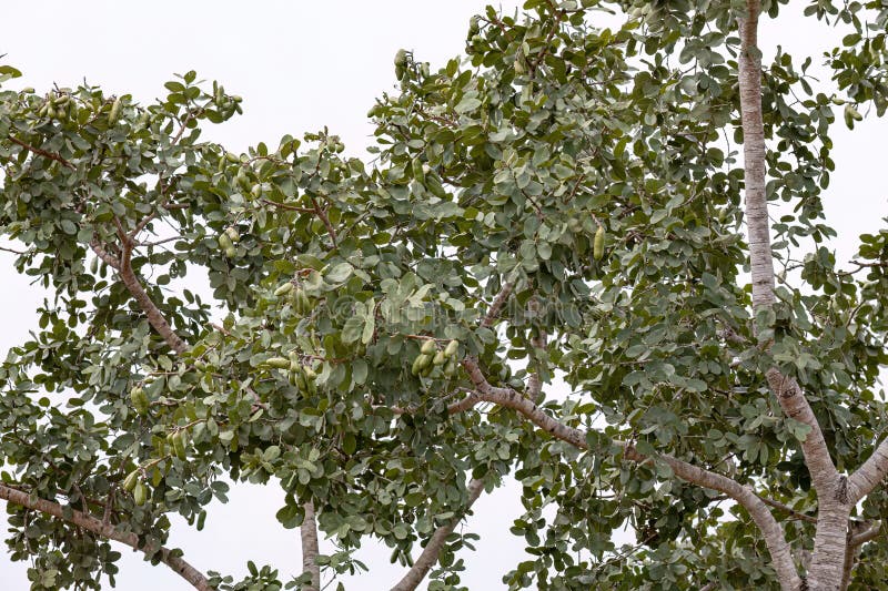 Stinkingtoe Tree with Fruits Stock Photo - Image of courbaril, plantae ...