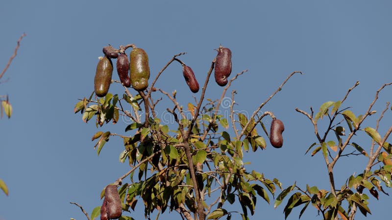 Stinkingtoe Tree with Fruits Stock Video - Video of tree, brown: 287153473