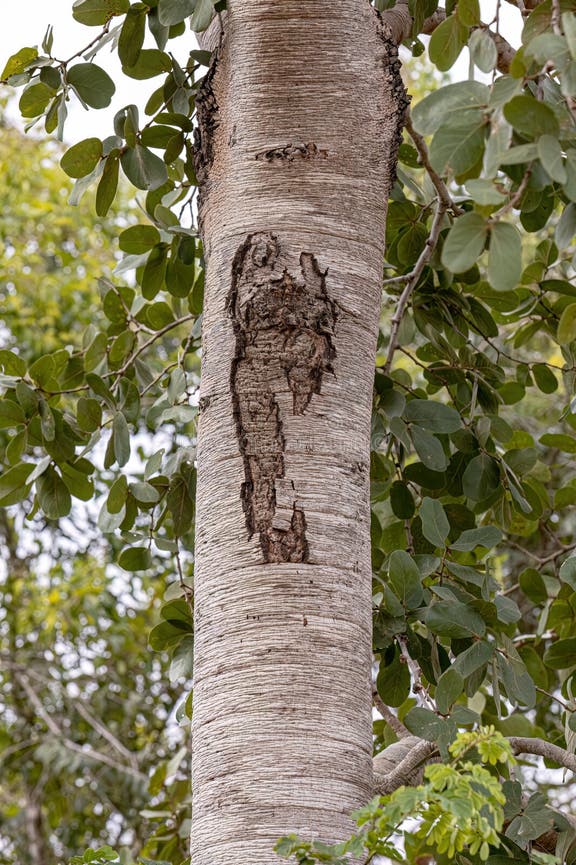 Stinkingtoe Tree Trunk stock image. Image of stigonocarpa - 315944175