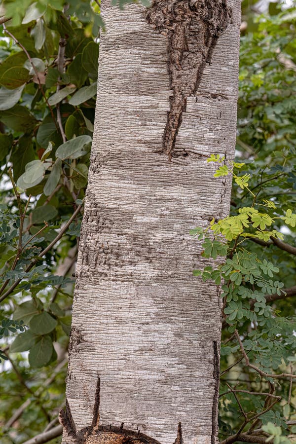 Stinkingtoe Tree Trunk stock image. Image of nature - 315945645