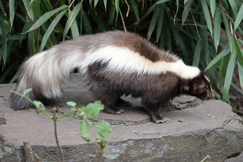 Stinktier stockfoto. Bild von stinktiere, frech, gestreift - 75332618