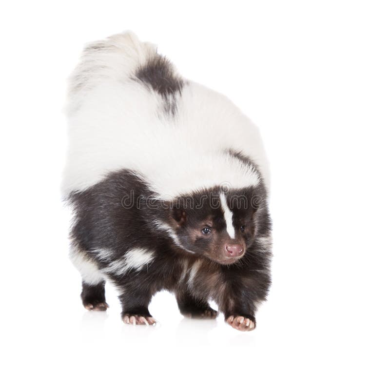 Stinktier auf Weiß stockbild. Bild von jung, stinktier - 64924743