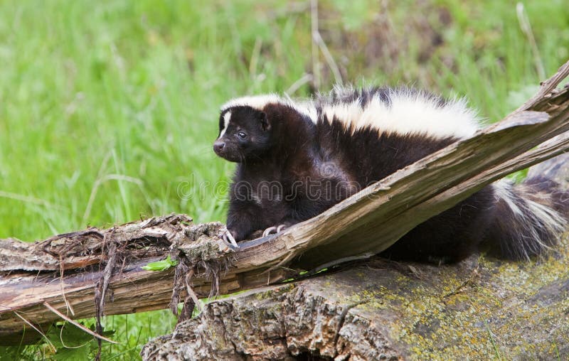 Stinktier, Das Auf Protokoll Sich Versteckt Stockbild - Bild von ...